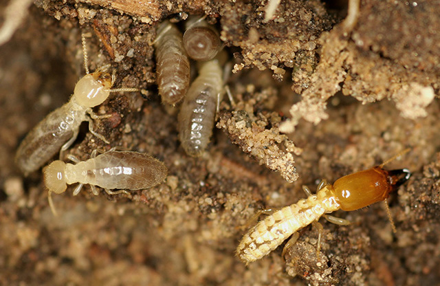 Truly Nolen | North Atlanta's Best Pest & Termite Control Service ...